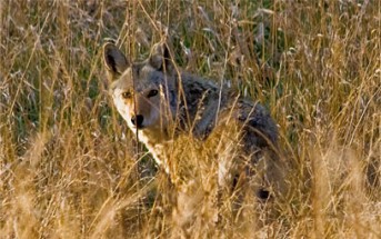 Real Wood Coyote Calls - Dan Thompson Game Calls